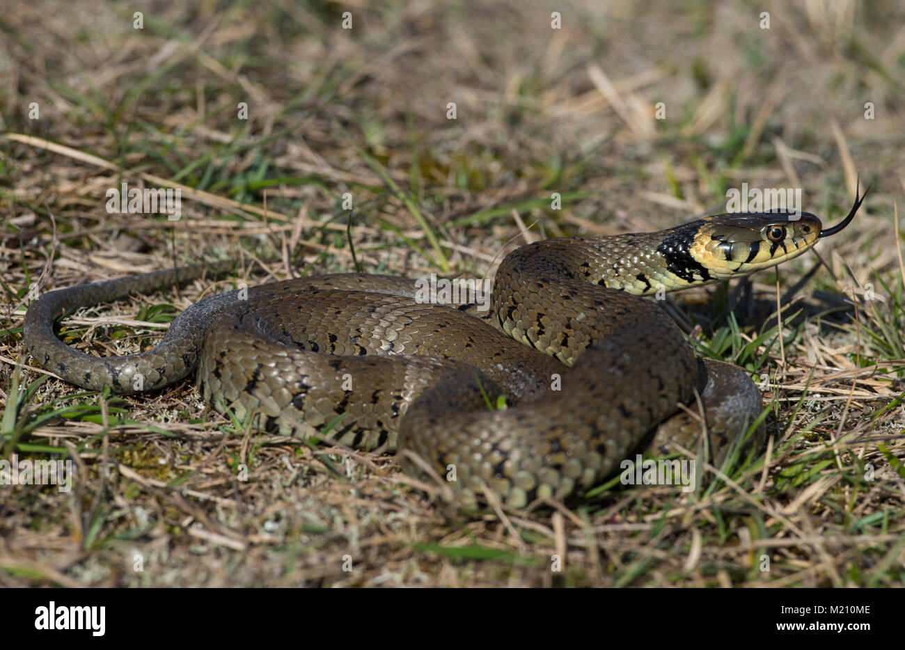 Weibliche ringelnatter natrix natrix schnippt mit der zunge -Fotos und ...