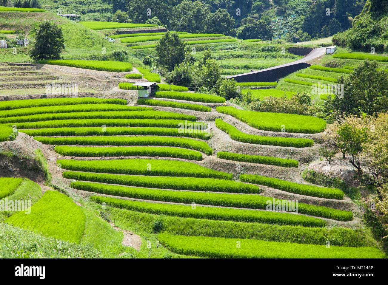 Reis plantage japan -Fotos und -Bildmaterial in hoher Auflösung – Alamy