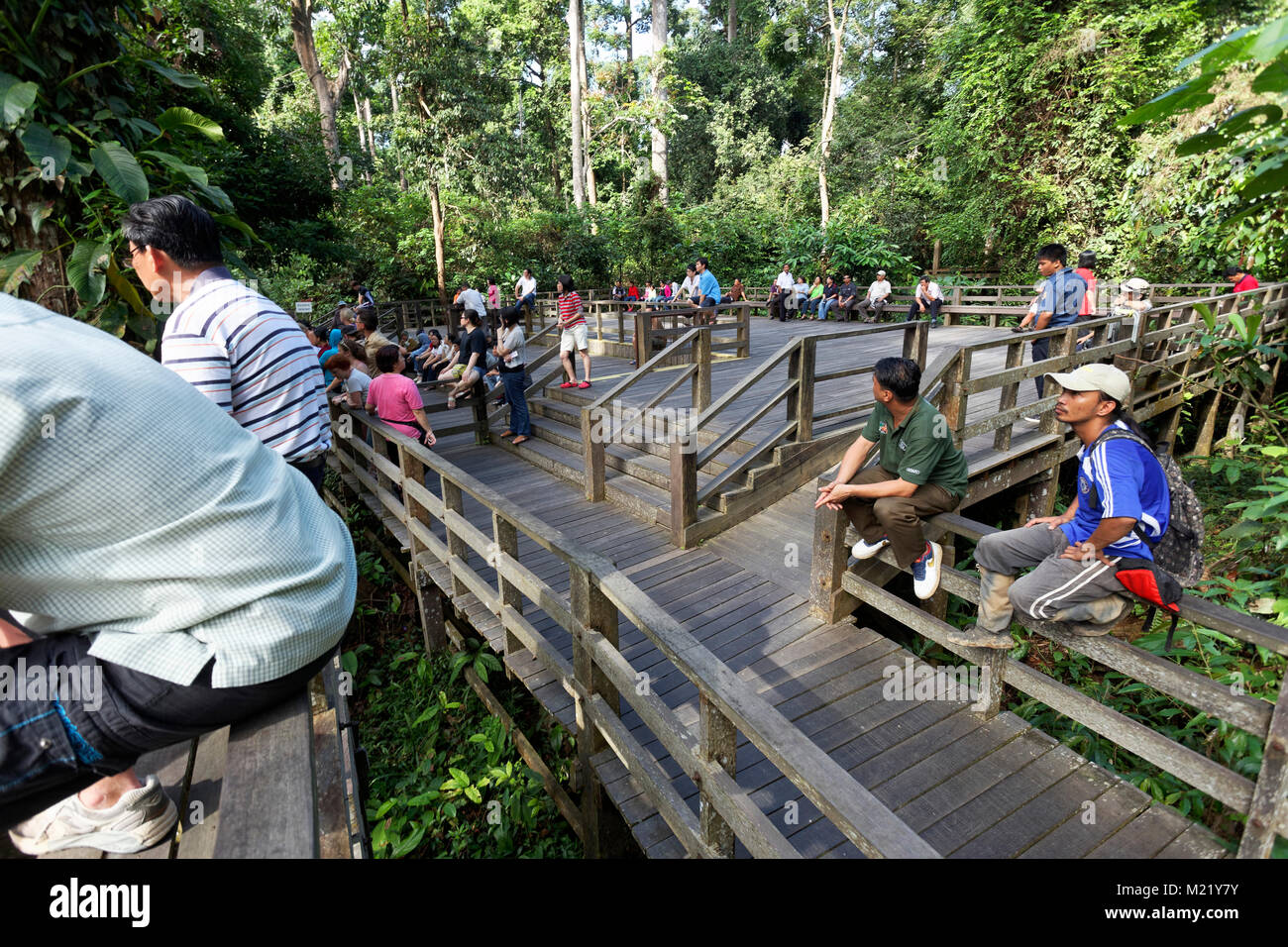 Canopy Walkway in Sepilok, Borneo, Malaysia Stockfotografie - Alamy