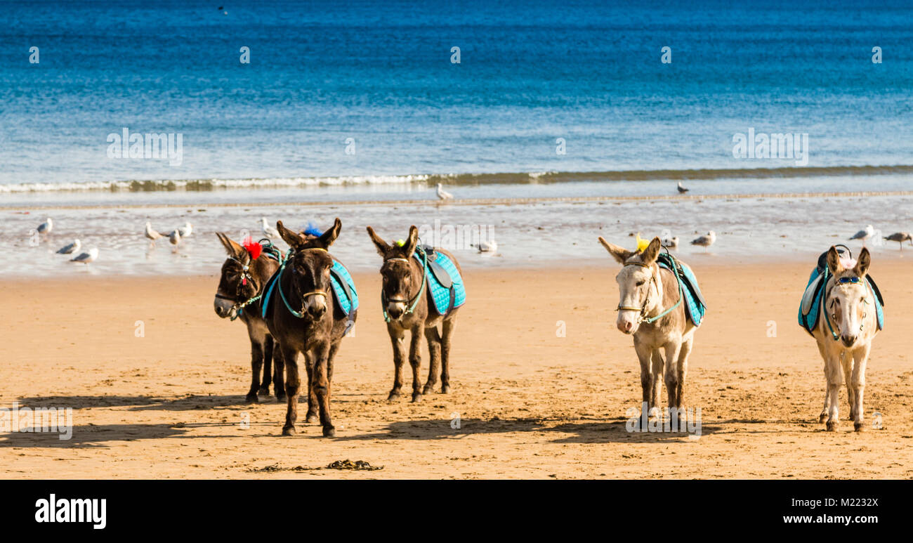 Esel im sommer -Fotos und -Bildmaterial in hoher Auflösung – Alamy