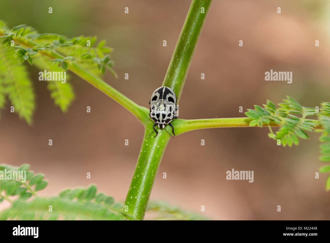 Derropax silphoides -Fotos und -Bildmaterial in hoher Auflösung – Alamy