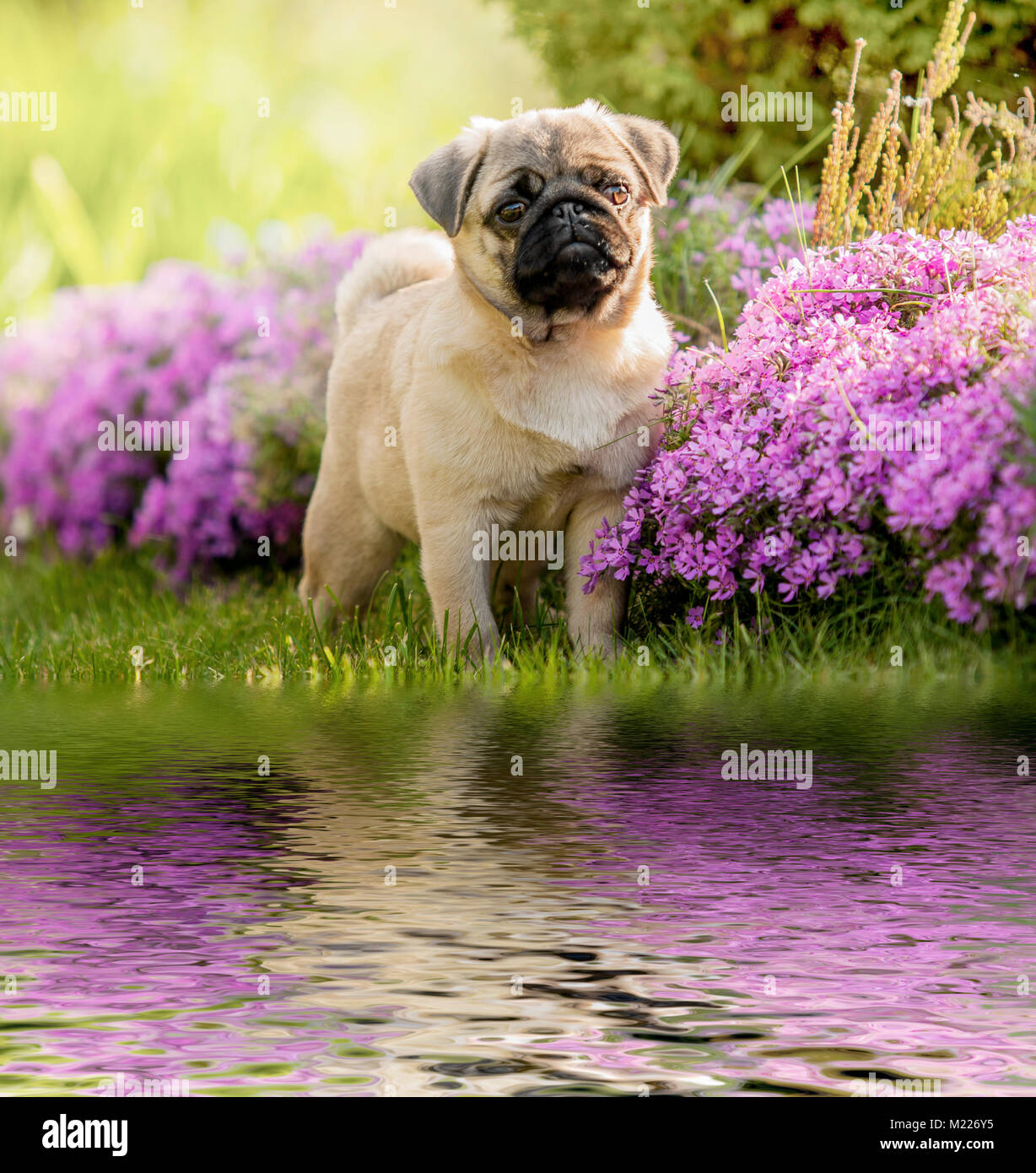 Kitzmops mit schwarzen ohren -Fotos und -Bildmaterial in hoher ...