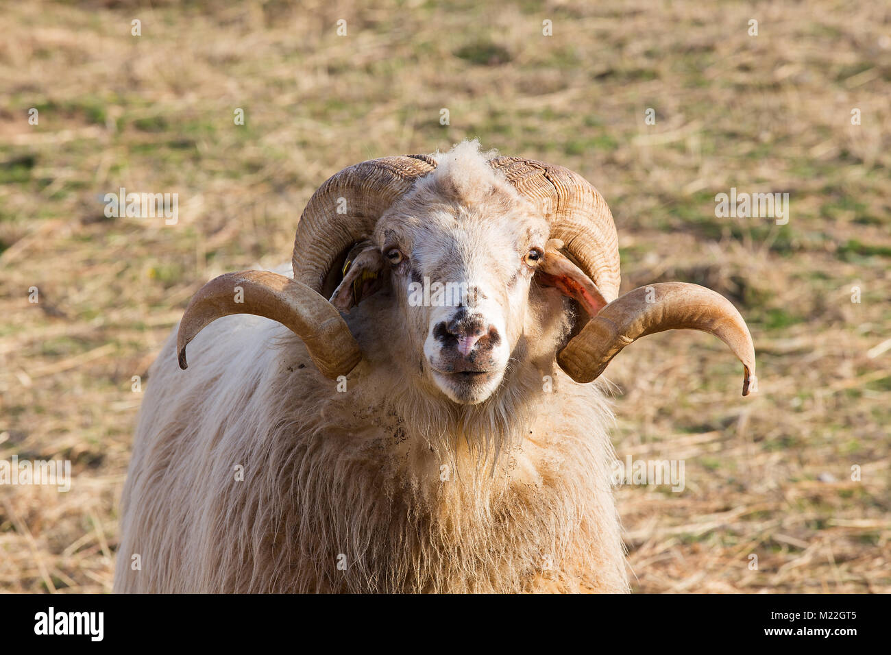 Widder tier -Fotos und -Bildmaterial in hoher Auflösung – Alamy