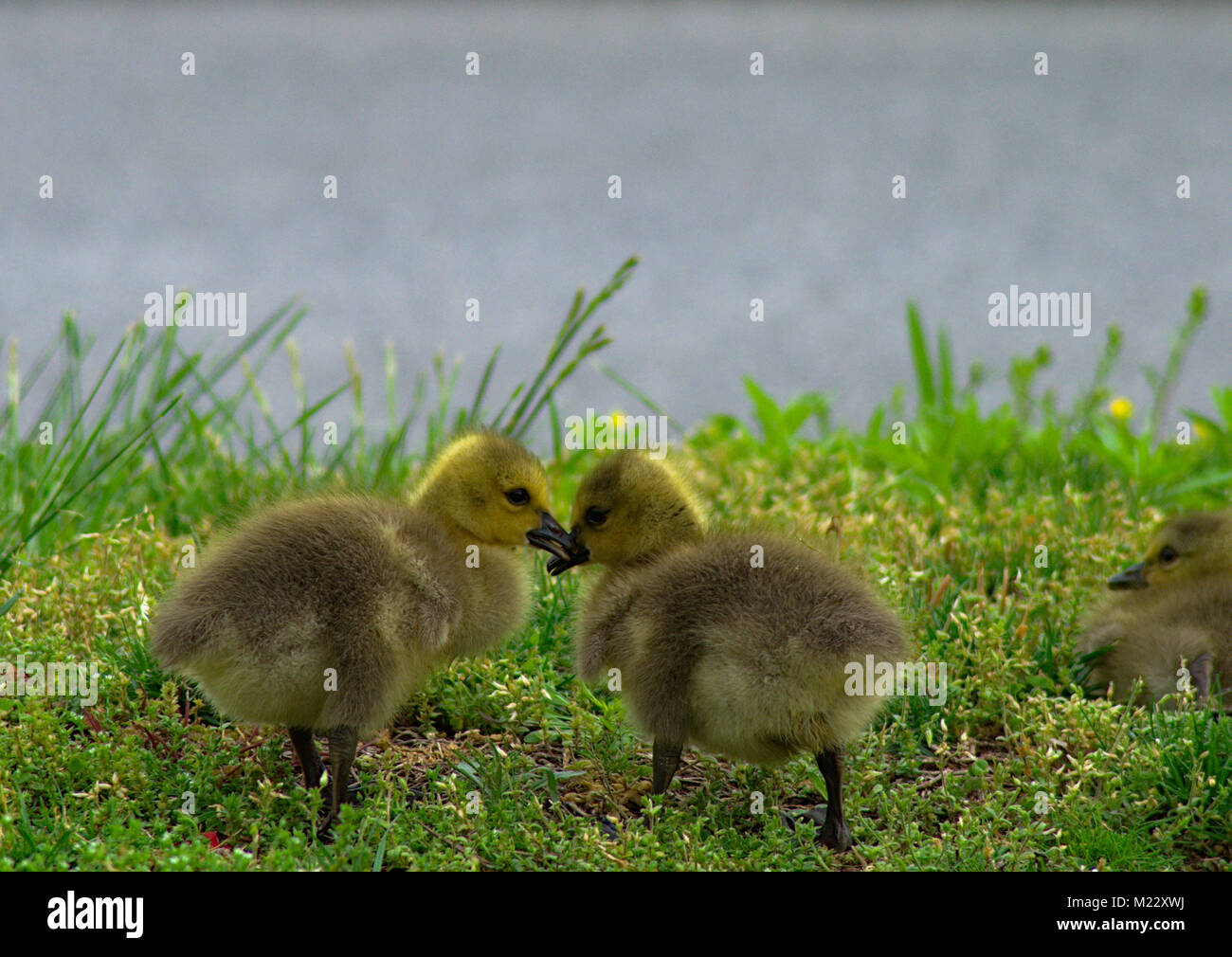 Mehr Tiere Stockfotos und -bilder Kaufen - Alamy