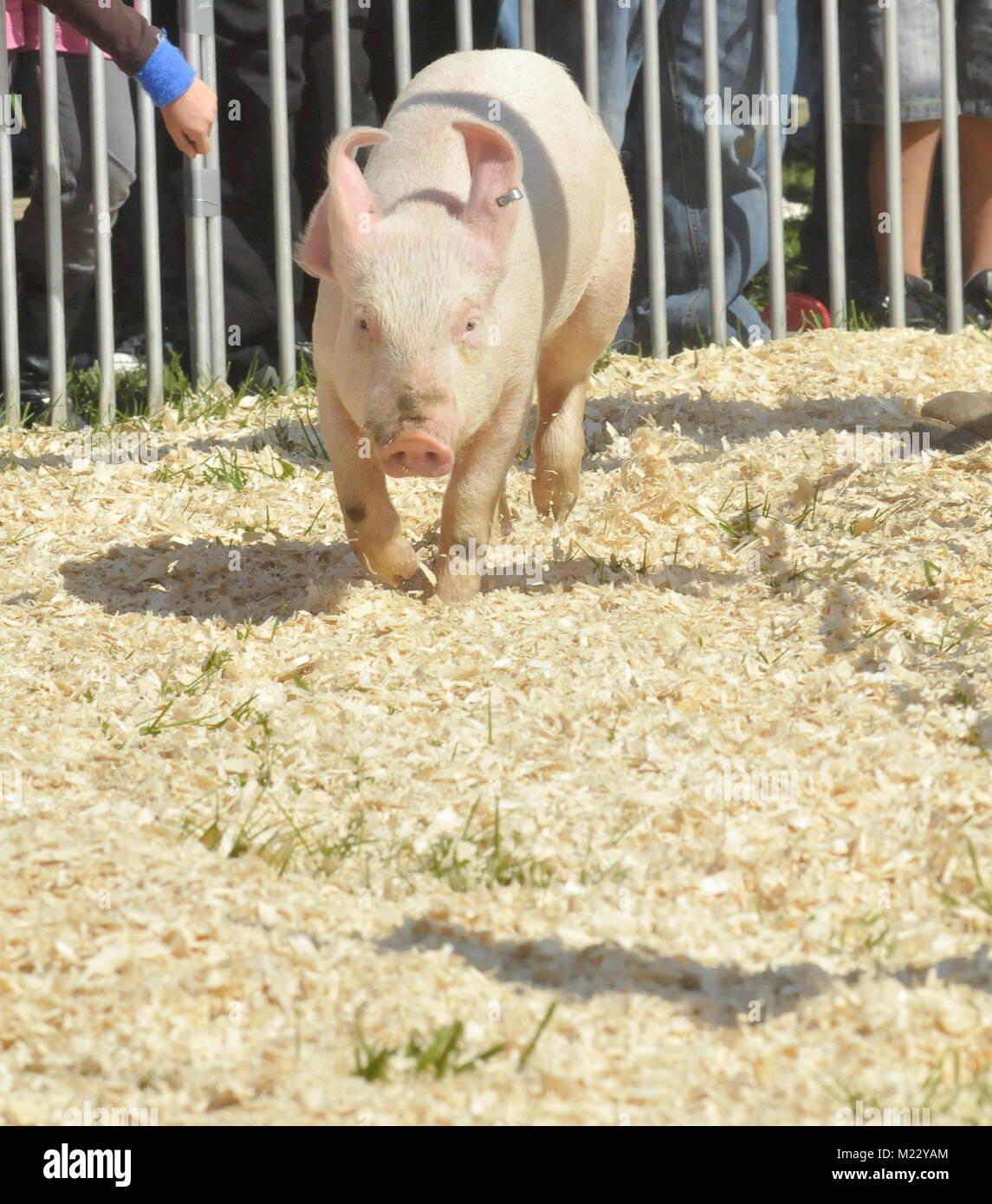 Races de porc -Fotos und -Bildmaterial in hoher Auflösung – Alamy