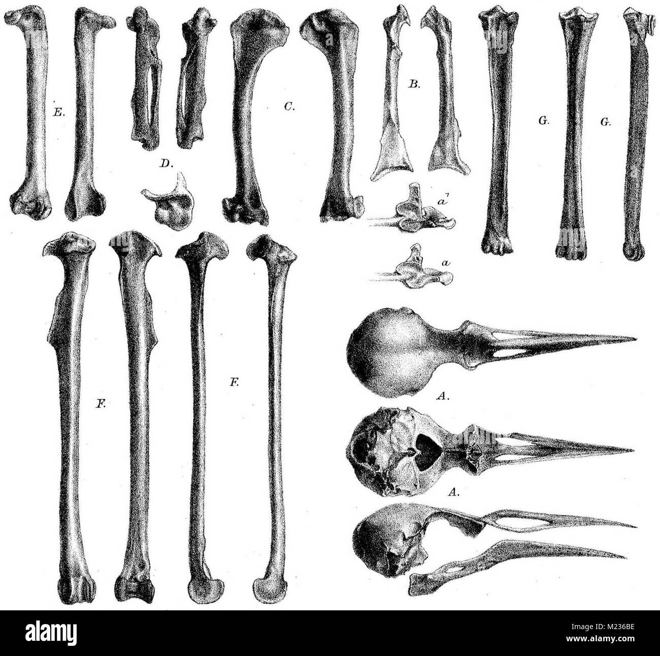 Huesos fósiles -Fotos und -Bildmaterial in hoher Auflösung – Alamy