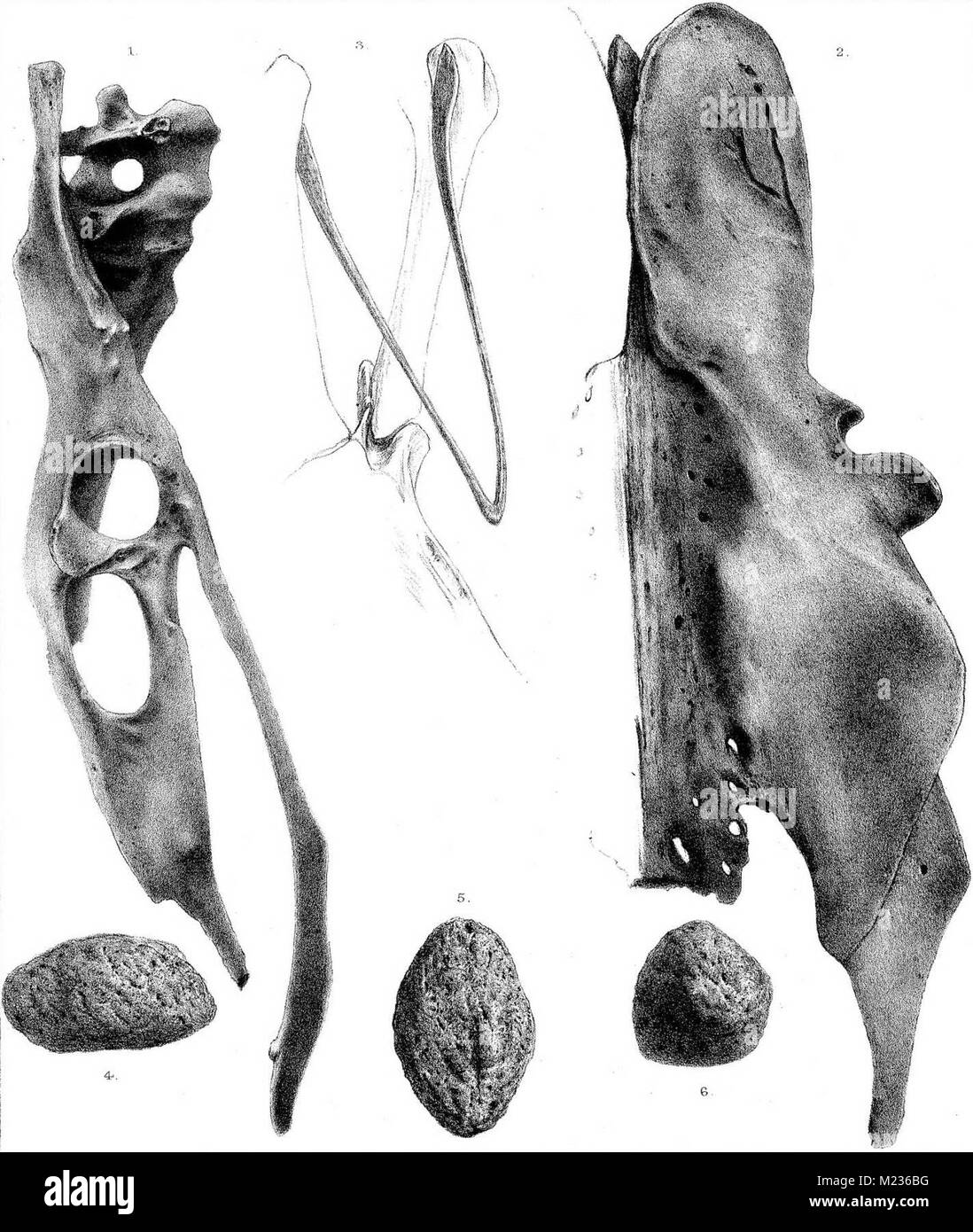 Pezophaps solitaria -Fotos und -Bildmaterial in hoher Auflösung – Alamy