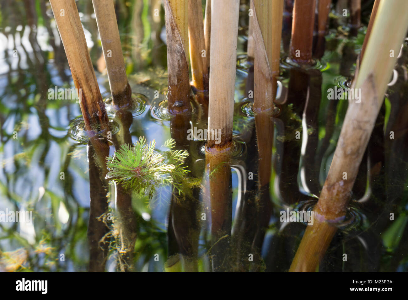Madagascar native plant -Fotos und -Bildmaterial in hoher Auflösung – Alamy