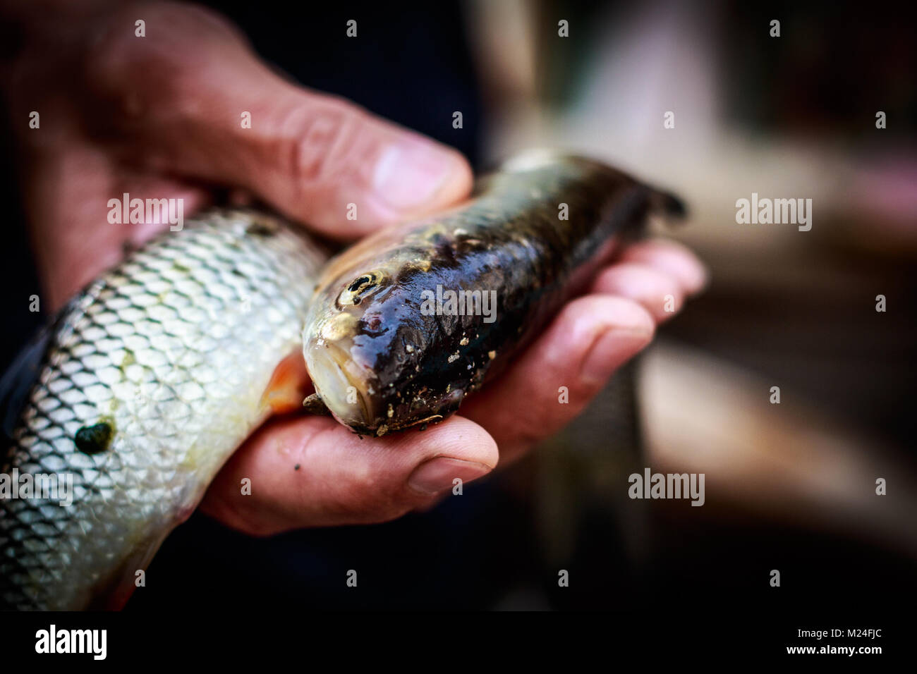 Fisch in hand -Fotos und -Bildmaterial in hoher Auflösung – Alamy
