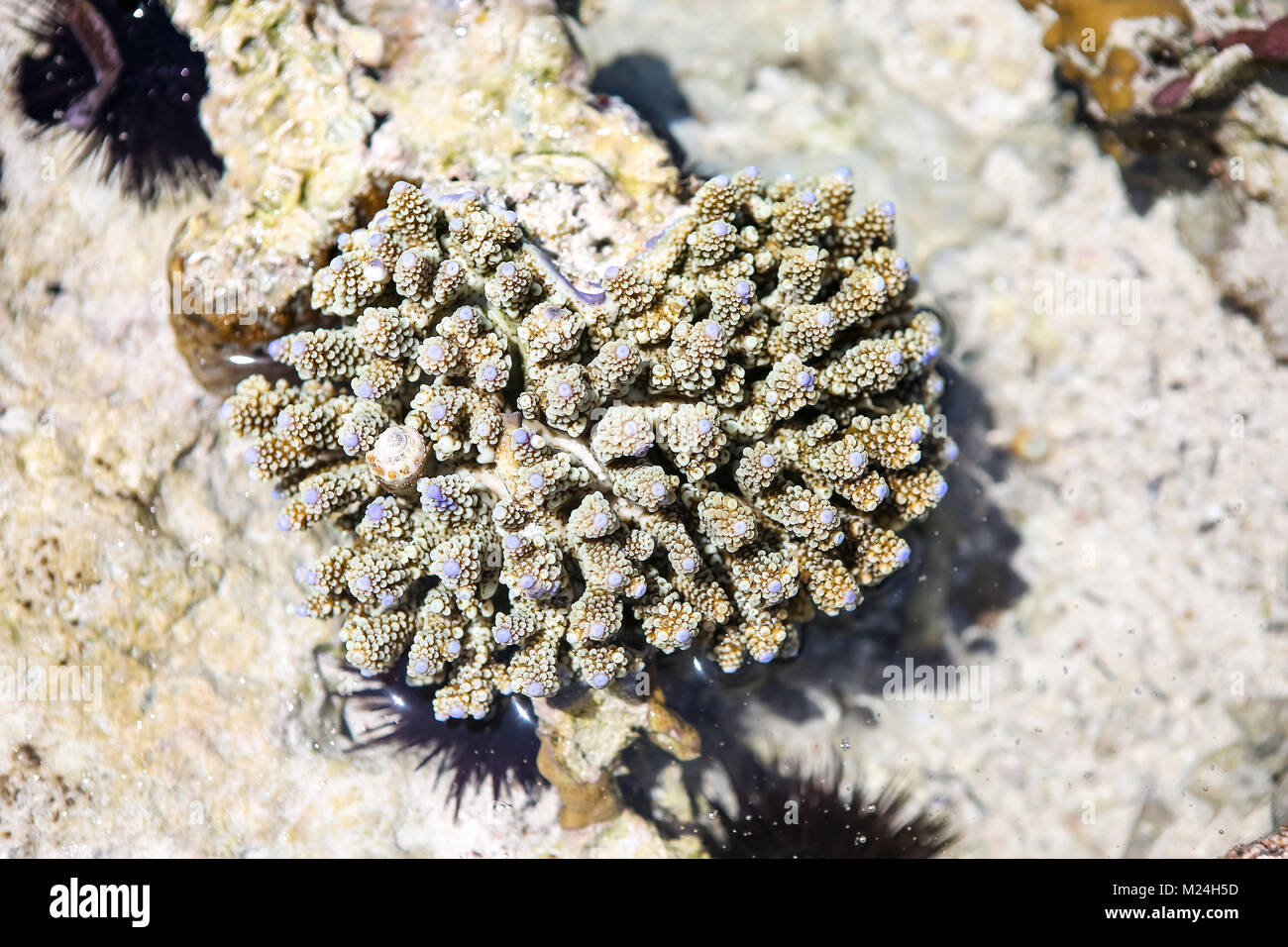 Seesterne in der Lagune am südlichen Strand am Meer. Marin ...
