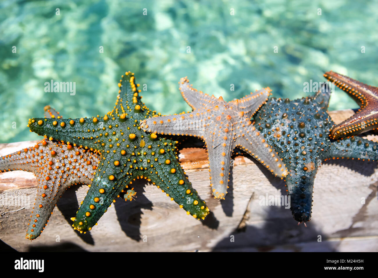 Seesterne in der Lagune am südlichen Strand am Meer. Marin ...