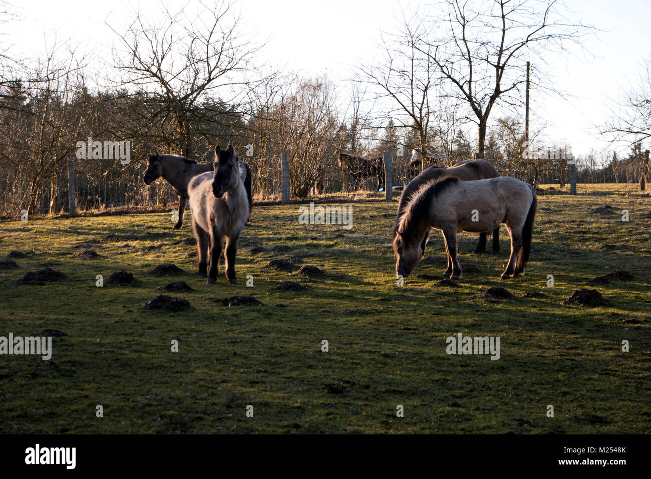 Konik Pferde auf einer Weide Stockfotografie - Alamy