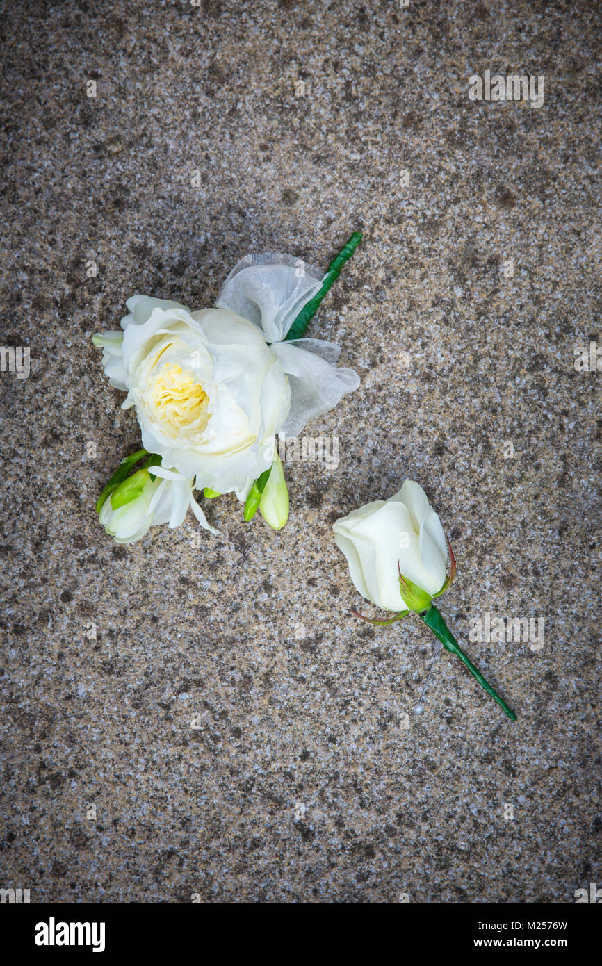 White rose -Fotos und -Bildmaterial in hoher Auflösung – Alamy