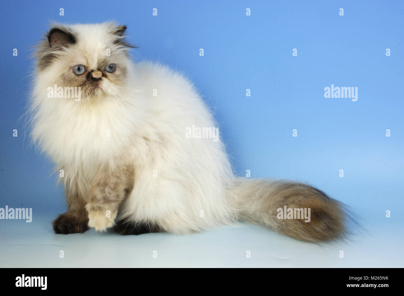 Seal Tortie colourpoint Katze, Seitenansicht. (Aka: Persische oder ...