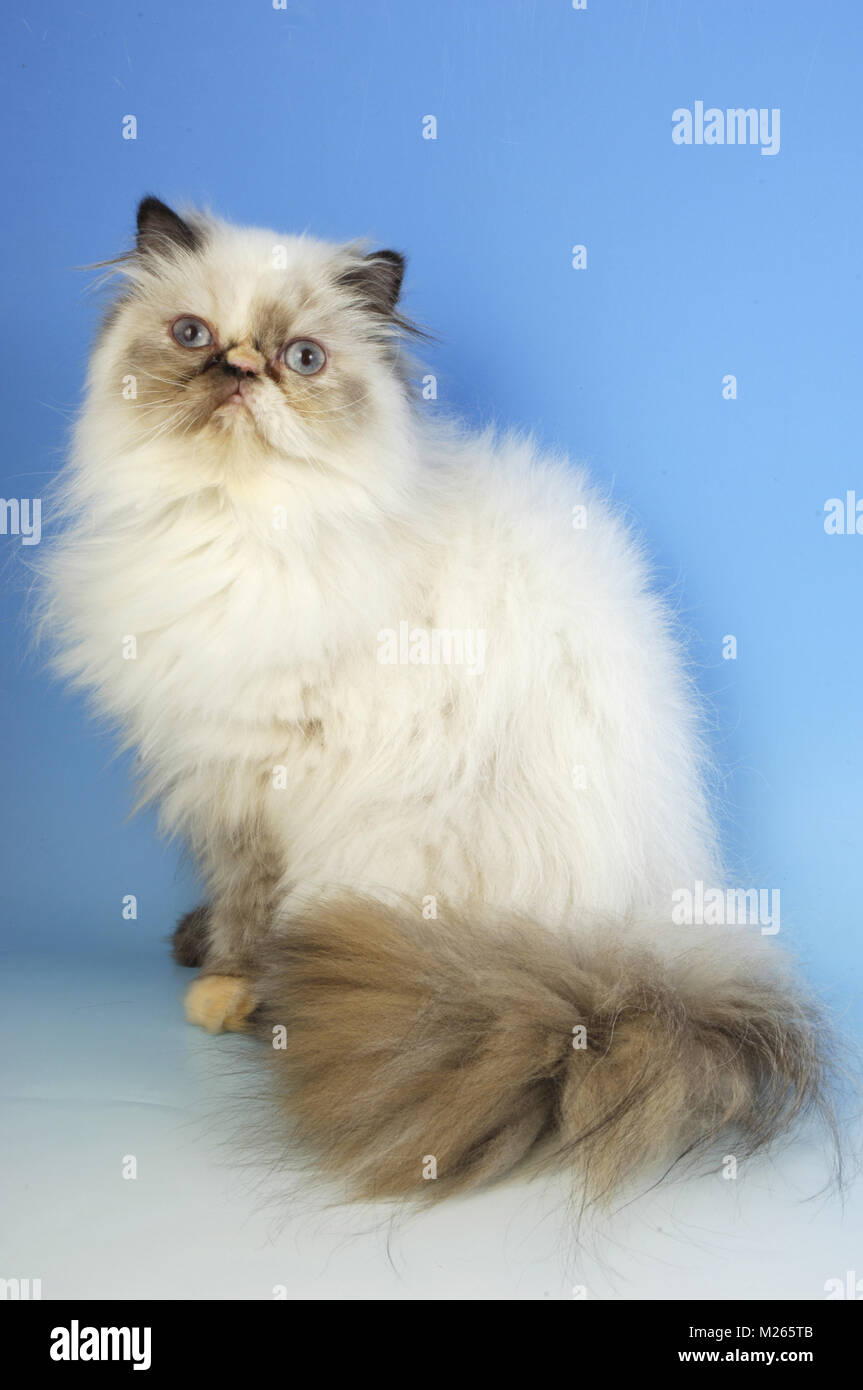 Schildpatt punkt -Fotos und -Bildmaterial in hoher Auflösung – Alamy