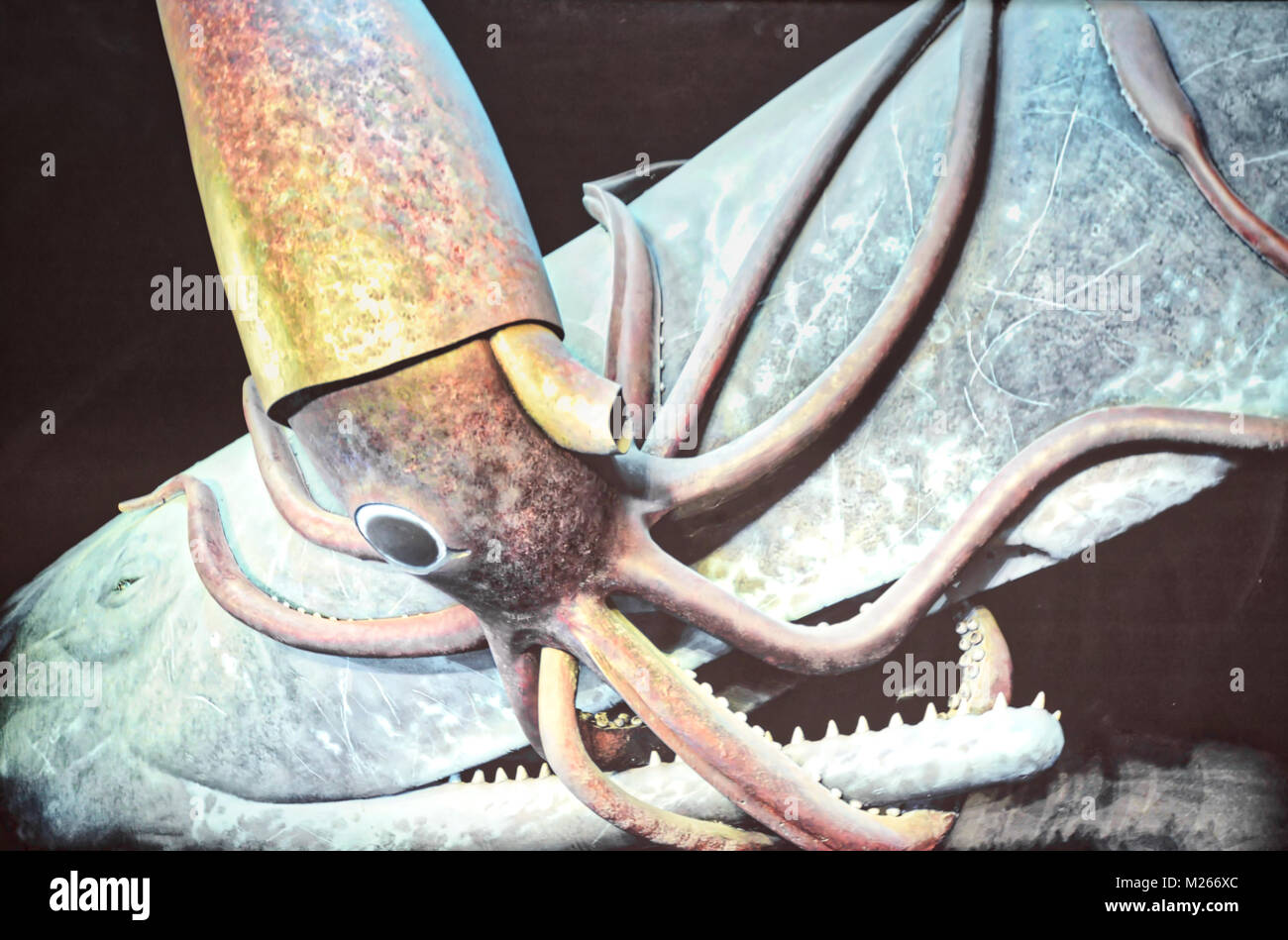 Hintergründe und Kunst: Giant Octopus und Wal Stockfotografie - Alamy