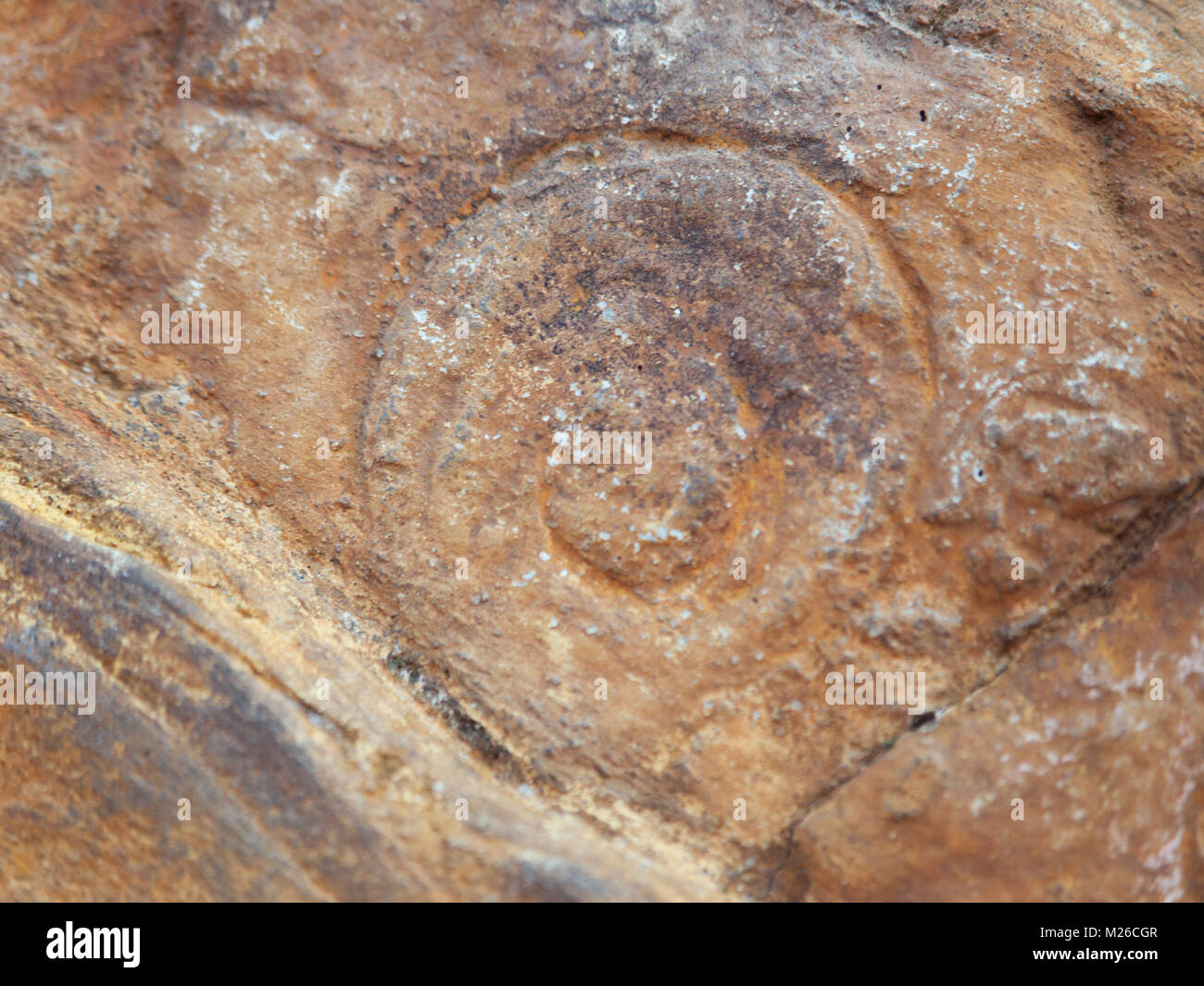 Proterozoikums Organismus Cyclomedusa radiata - Fossile von attachmnet ...