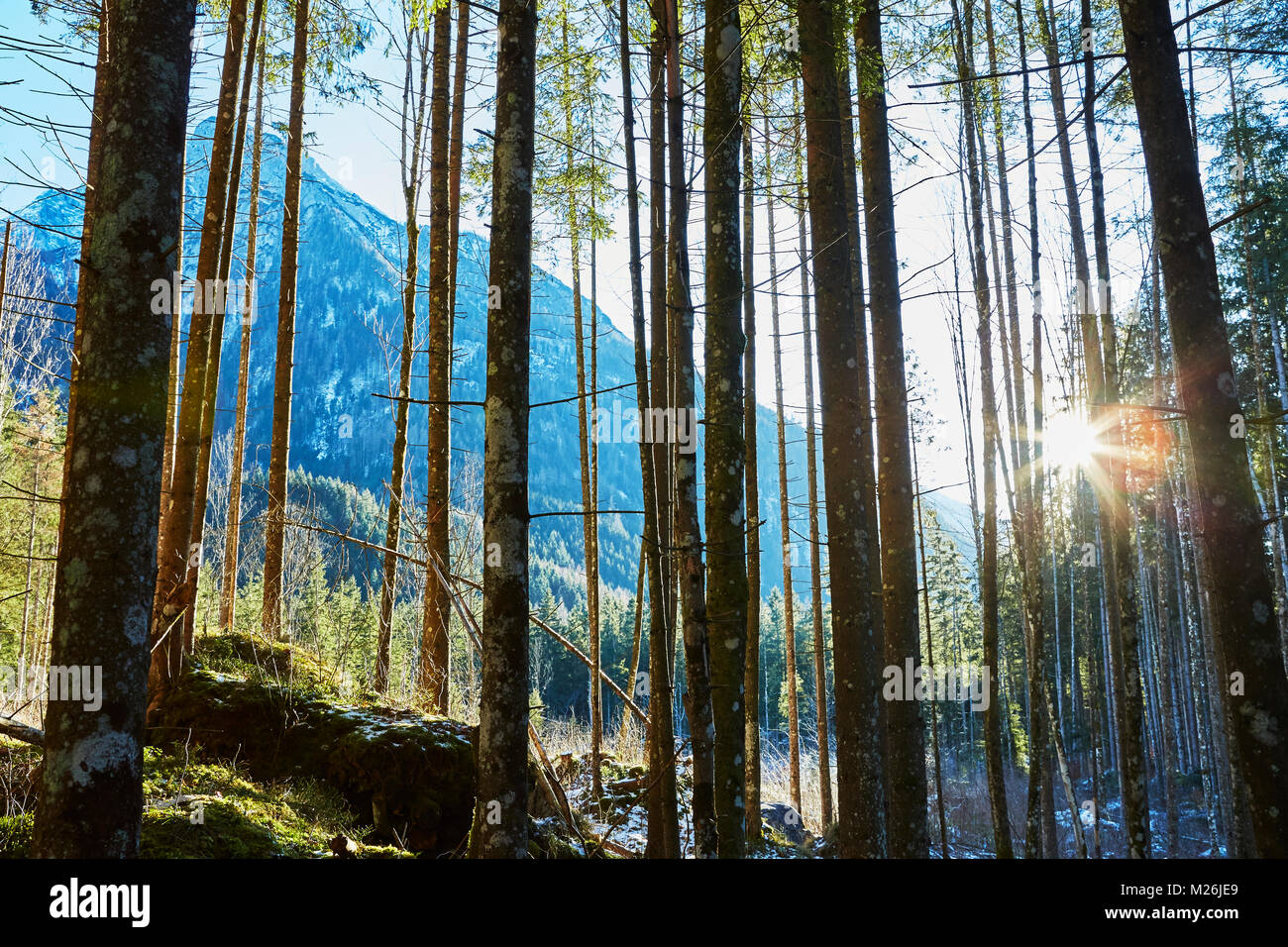 Naturpark ramsau zauberwald -Fotos und -Bildmaterial in hoher Auflösung ...