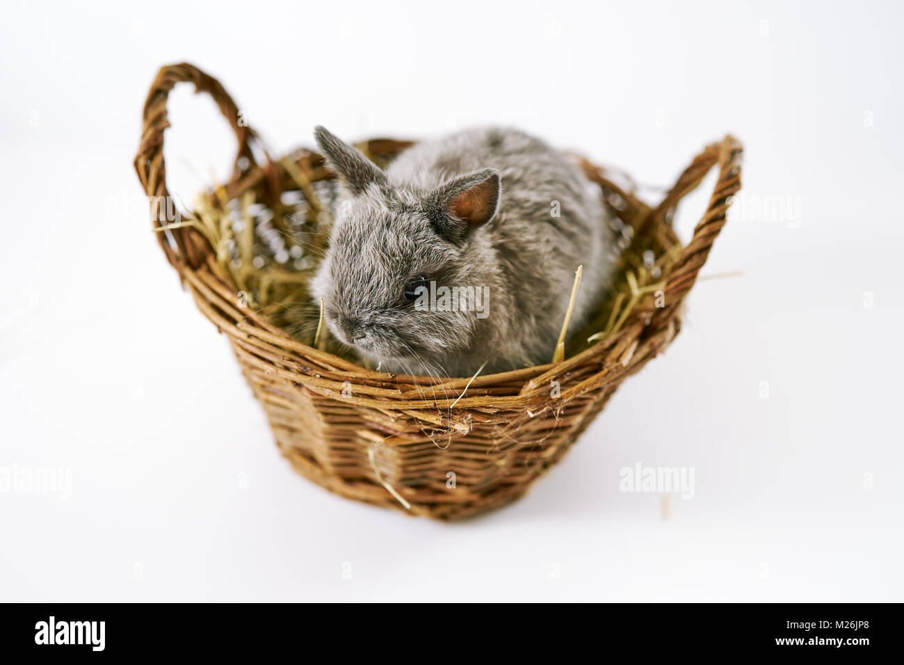 Cute Baby Häschen im Korb sitzen Stockfotografie - Alamy