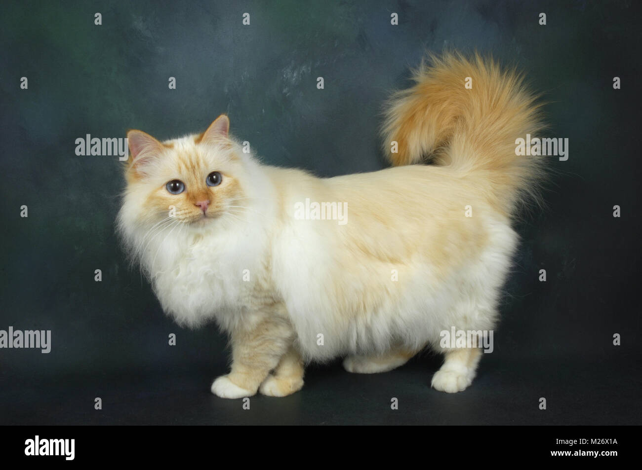 Red point birman cat -Fotos und -Bildmaterial in hoher Auflösung – Alamy
