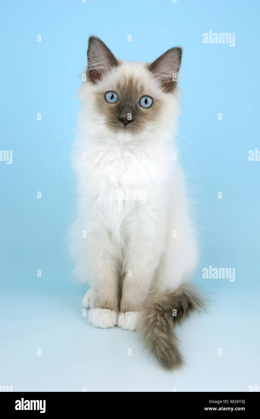 Ragdoll Cat Blue Mitted