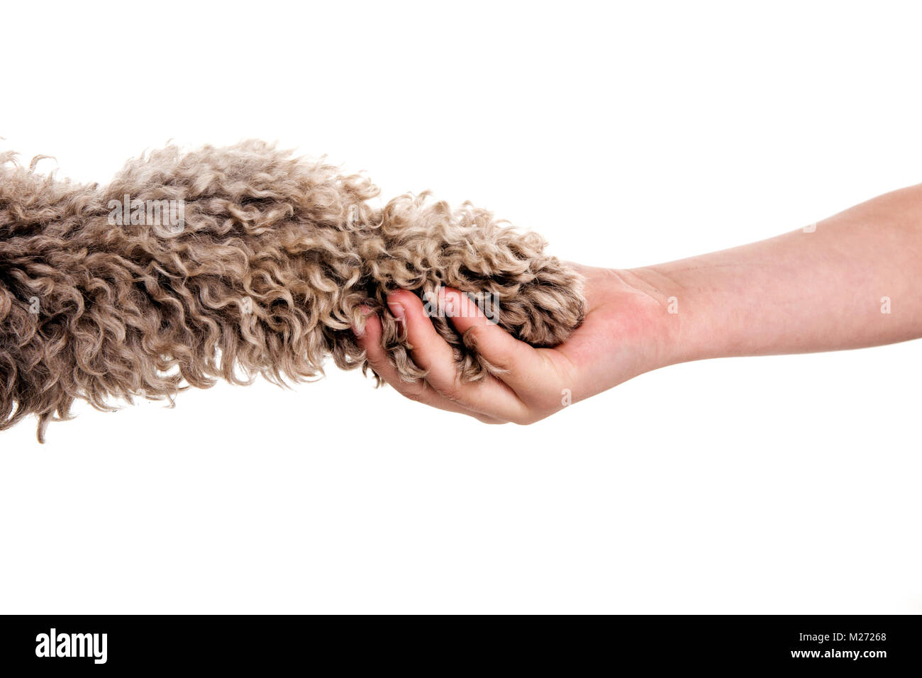 Hand und Pfote schütteln Hund und Mädchen Stockfotografie - Alamy