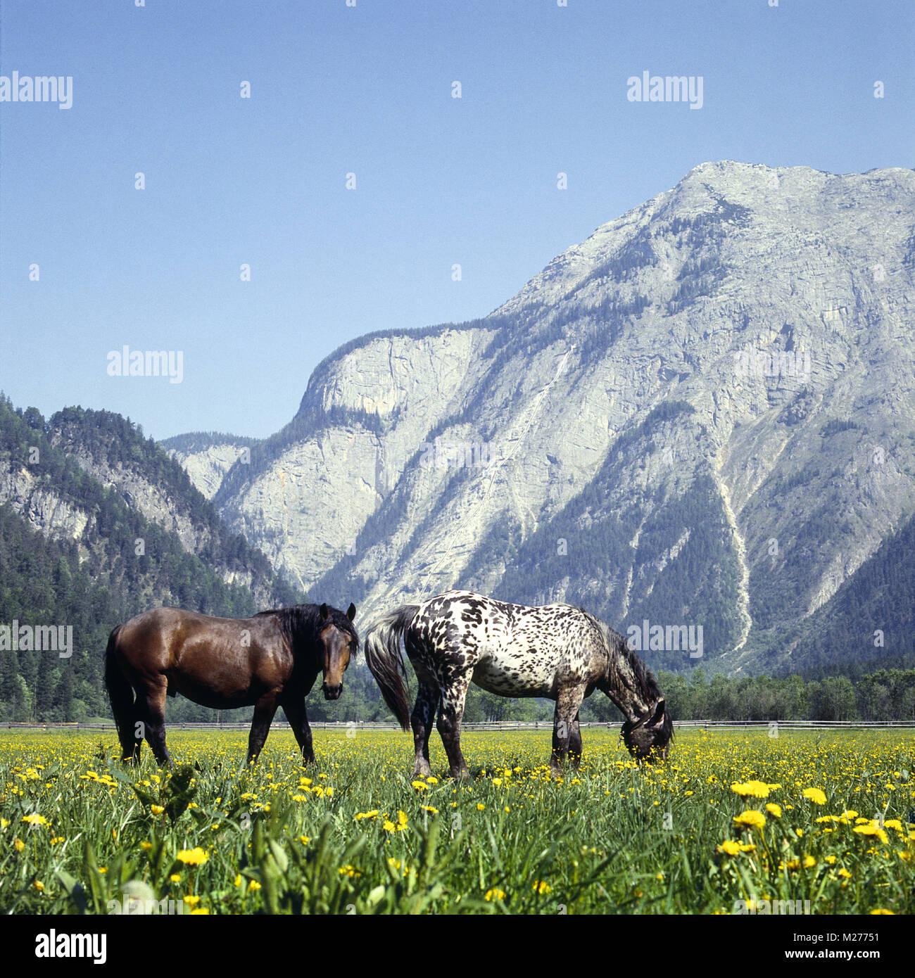 Noriker pferd -Fotos und -Bildmaterial in hoher Auflösung – Alamy