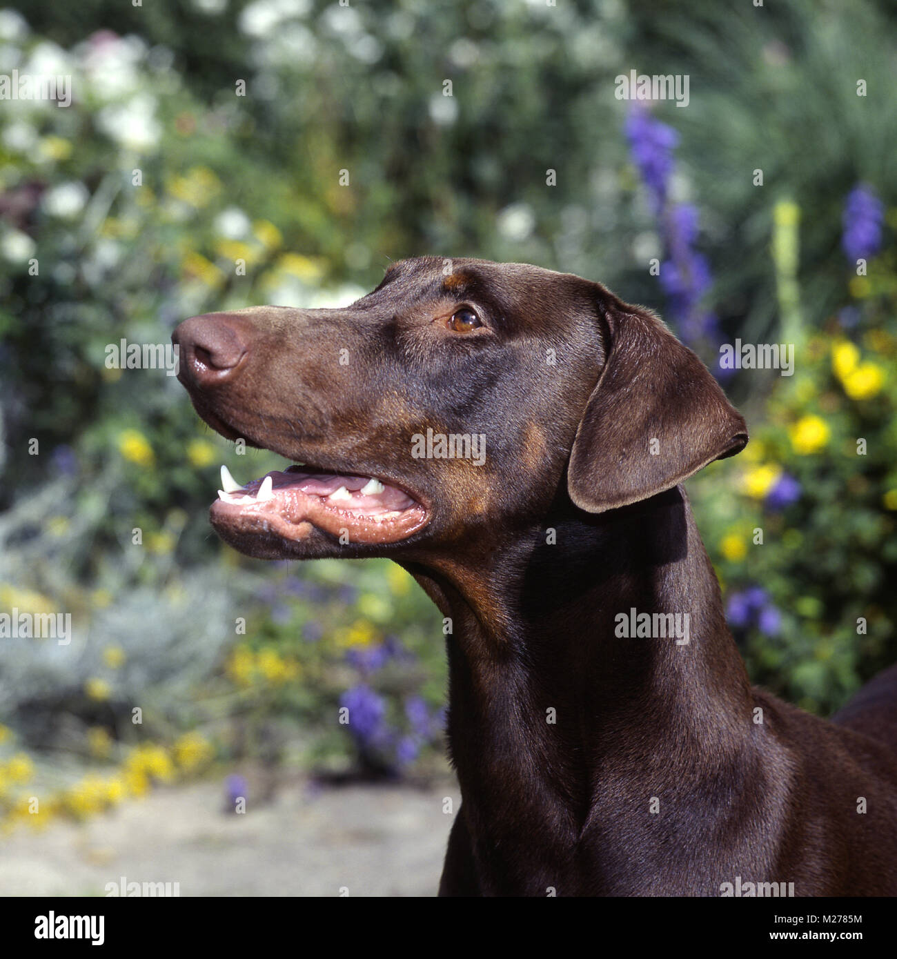 Brauner dobermann -Fotos und -Bildmaterial in hoher Auflösung – Alamy