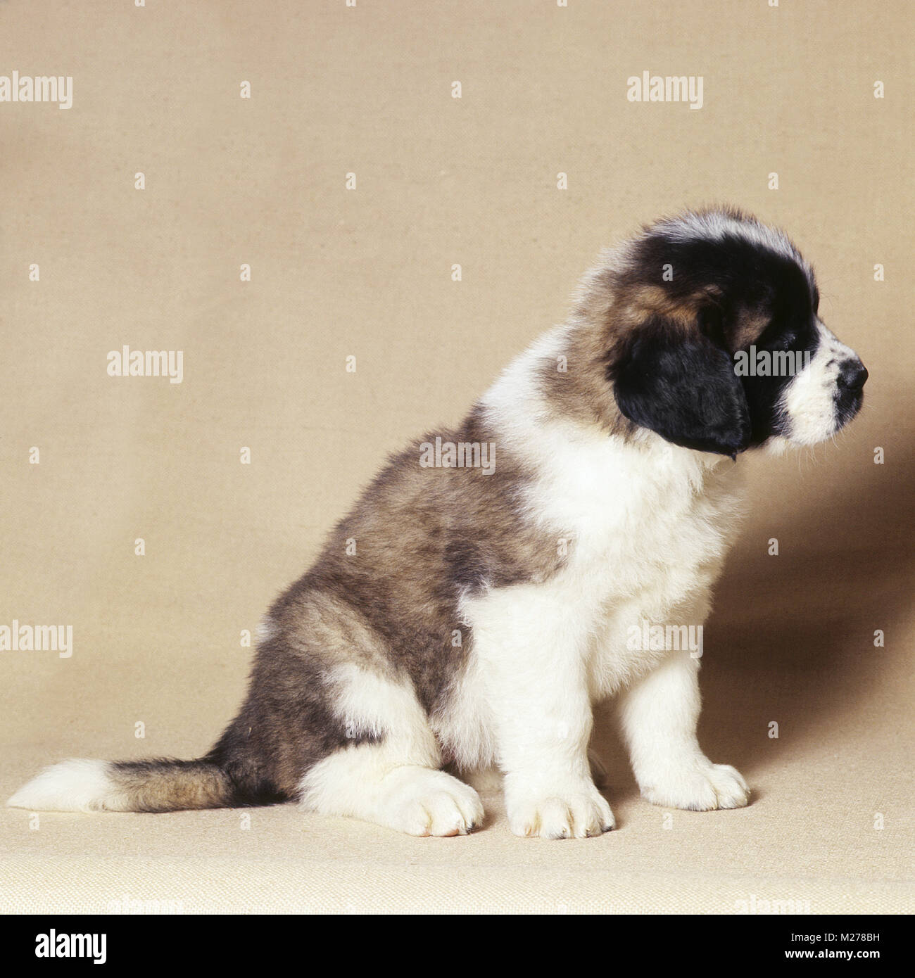 Bernhardiner Welpen sitzen Stockfotografie - Alamy