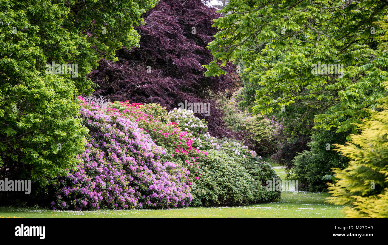 Muckross house and gardens -Fotos und -Bildmaterial in hoher Auflösung ...