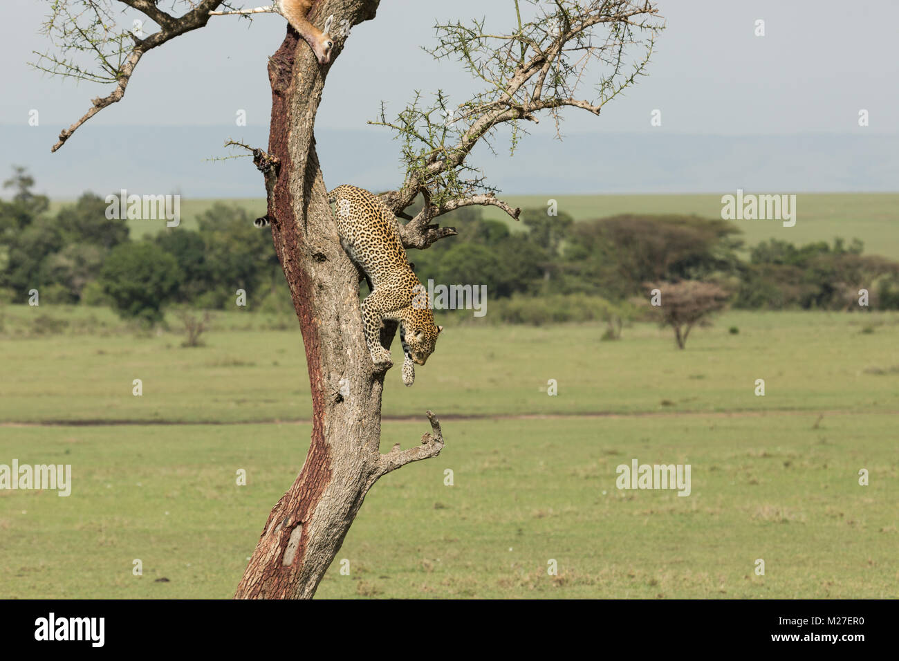 Springender Leopard Stockfotos und -bilder Kaufen - Alamy