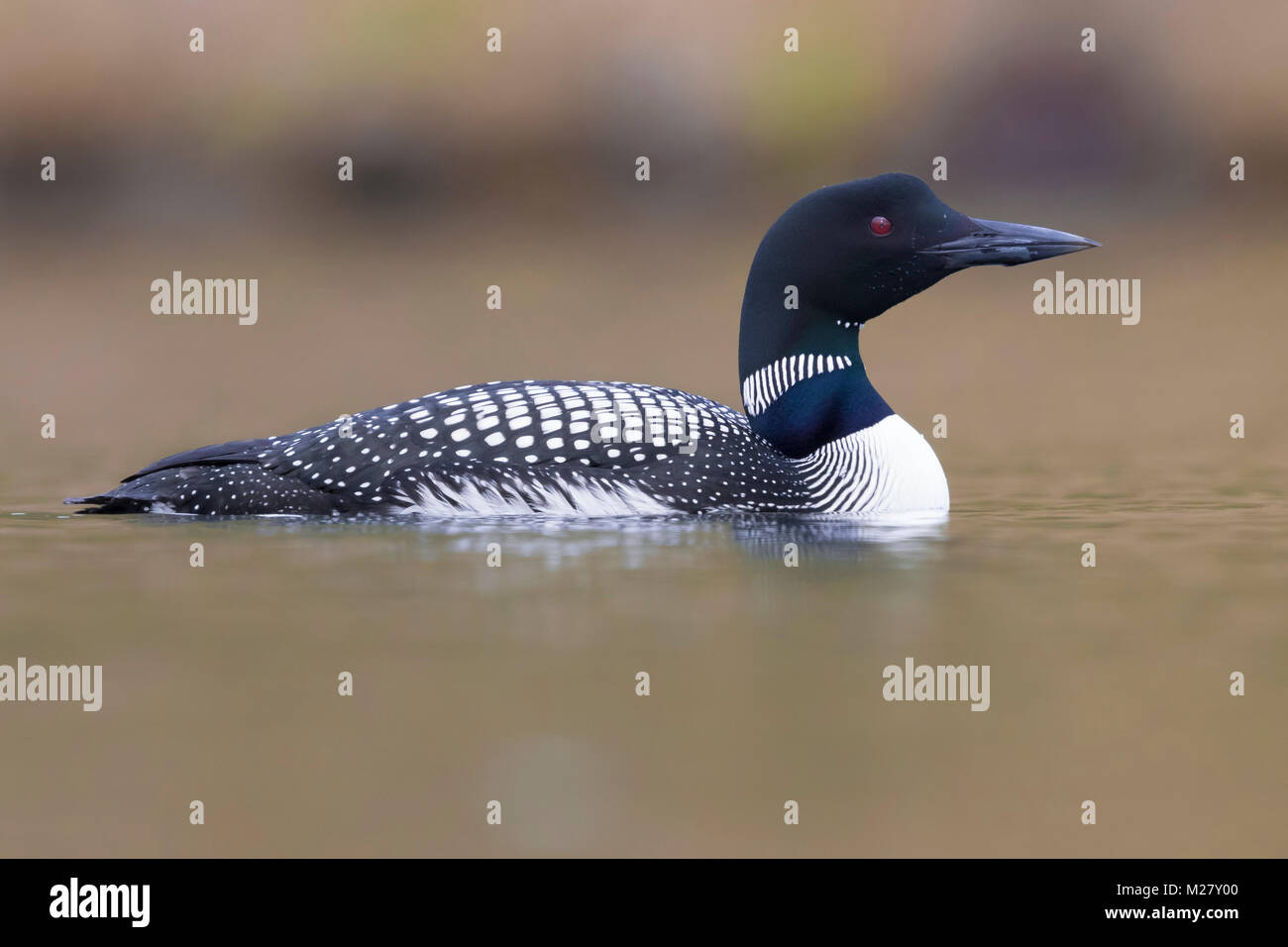 Great Northern Eistaucher (Gavia Immer), für Erwachsene schwimmen in ...