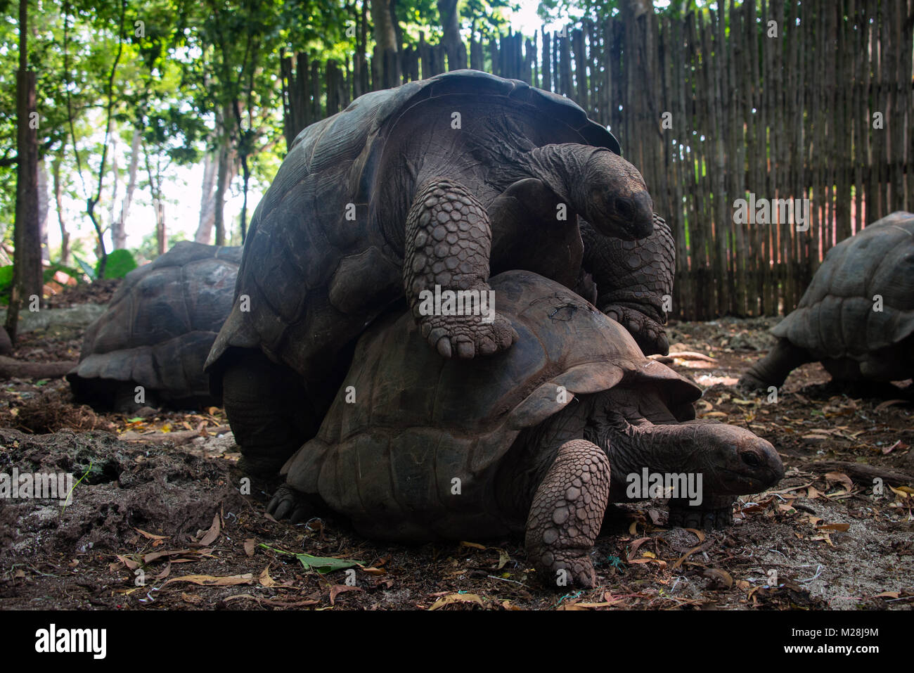 Schildkroeten Schutzgebiet Stockfotos und -bilder Kaufen - Alamy