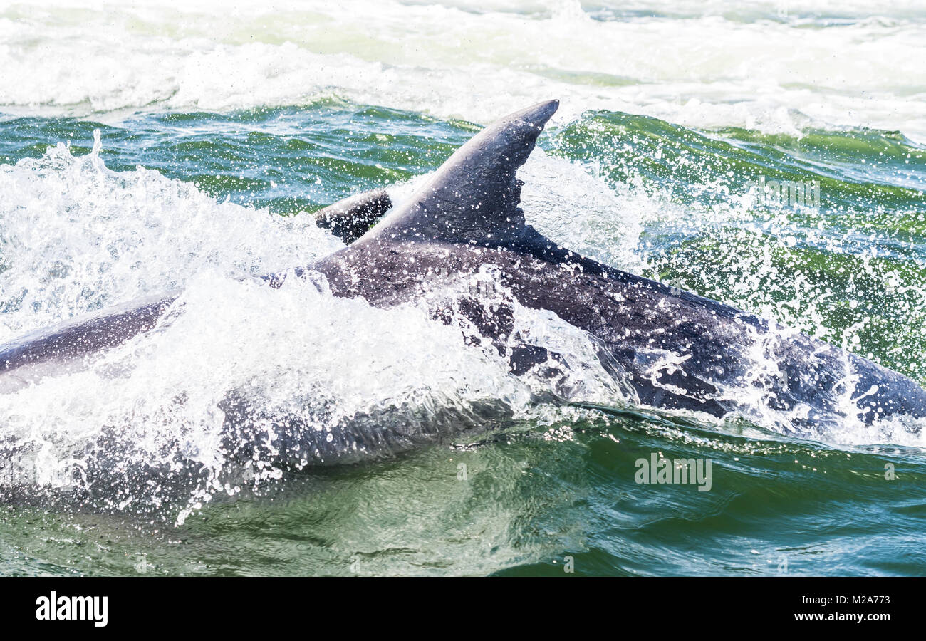 Aktive delfine -Fotos und -Bildmaterial in hoher Auflösung – Alamy