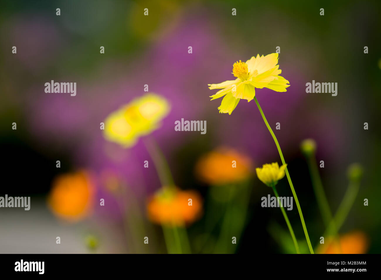 Kosmos hintergrund -Fotos und -Bildmaterial in hoher Auflösung – Alamy