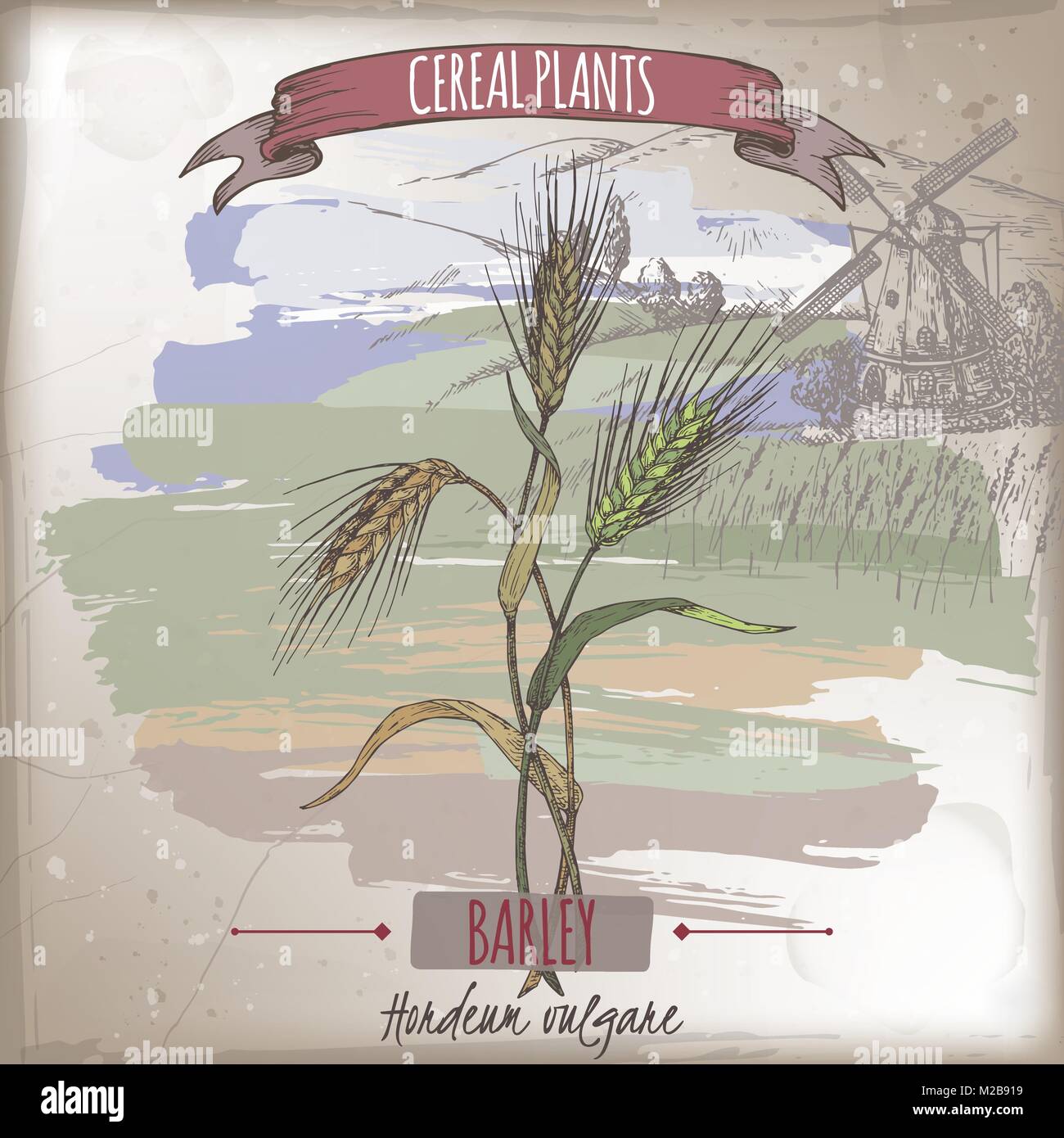 Gerste aka Hordeum vulgare Farbe Skizze. Getreide Pflanzen Sammlung ...