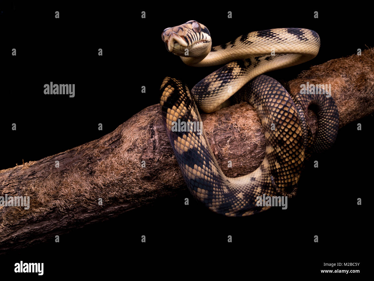 Blood python -Fotos und -Bildmaterial in hoher Auflösung – Alamy