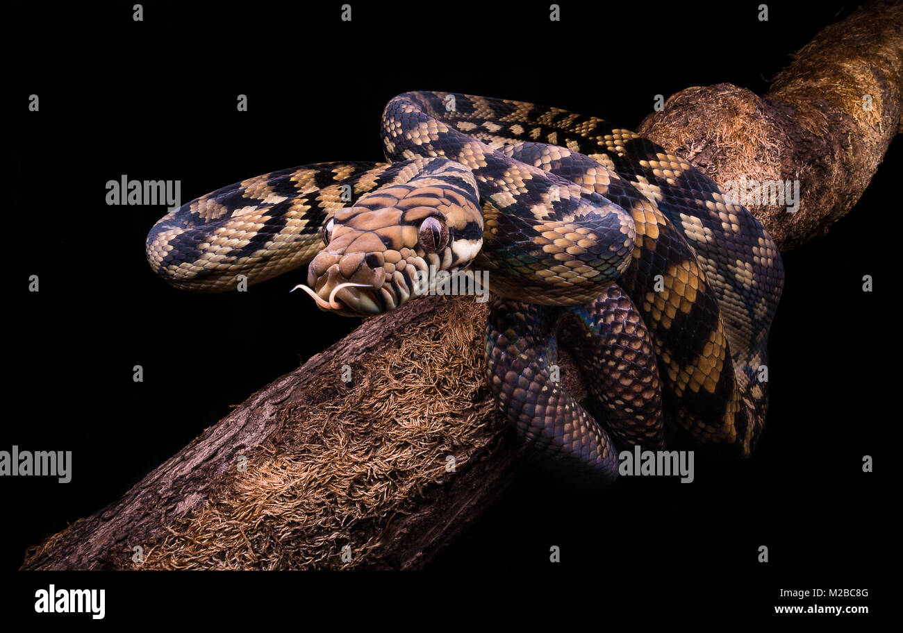 Blood python -Fotos und -Bildmaterial in hoher Auflösung – Alamy