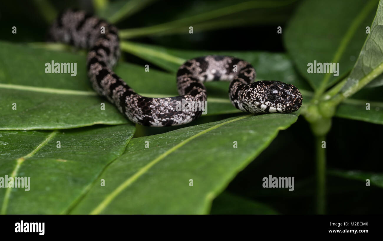 Sibon nebulatus -Fotos und -Bildmaterial in hoher Auflösung – Alamy