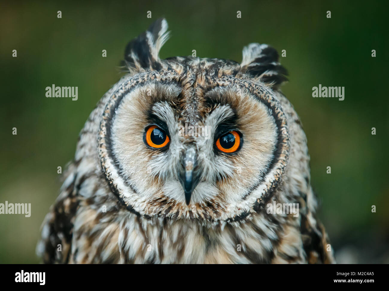 Kopf einer waldohreule -Fotos und -Bildmaterial in hoher Auflösung – Alamy
