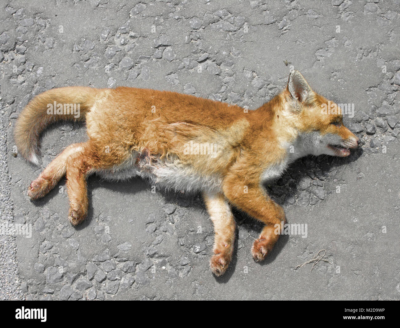 Dead fox -Fotos und -Bildmaterial in hoher Auflösung – Alamy