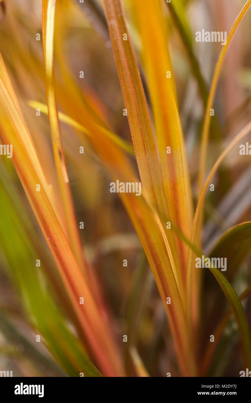 Uncinia rubra red hook sedge -Fotos und -Bildmaterial in hoher ...
