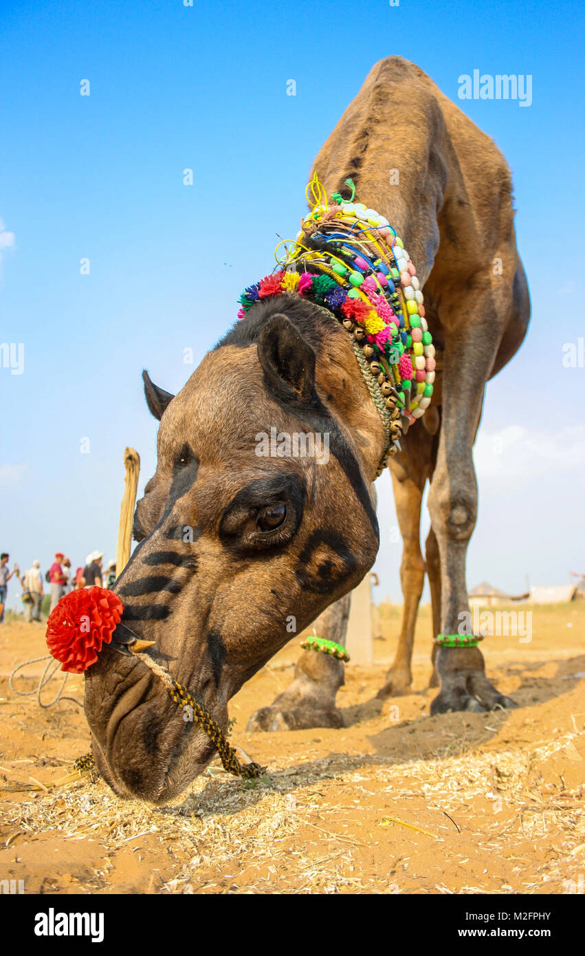 Pushkar festivals -Fotos und -Bildmaterial in hoher Auflösung – Alamy