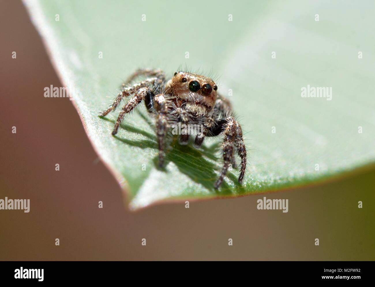 Goldene augen springen spinne -Fotos und -Bildmaterial in hoher ...