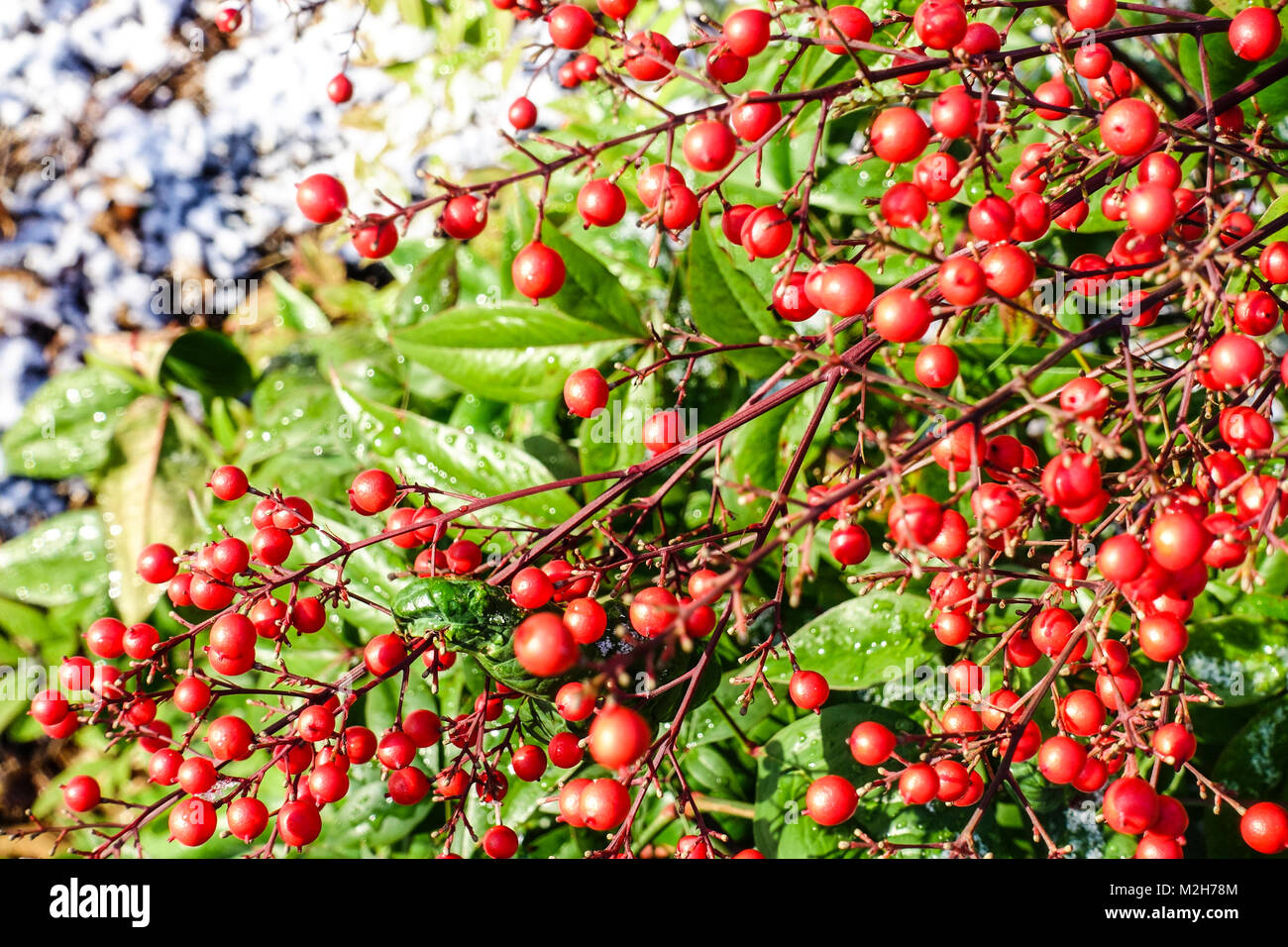 Elegantes Bambus Mit Roten Beeren Bilder