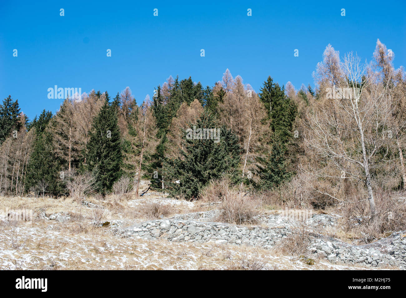 Tanne und Lärche Wald im Winter, alpine Berge, Hintergrund mit blauer ...