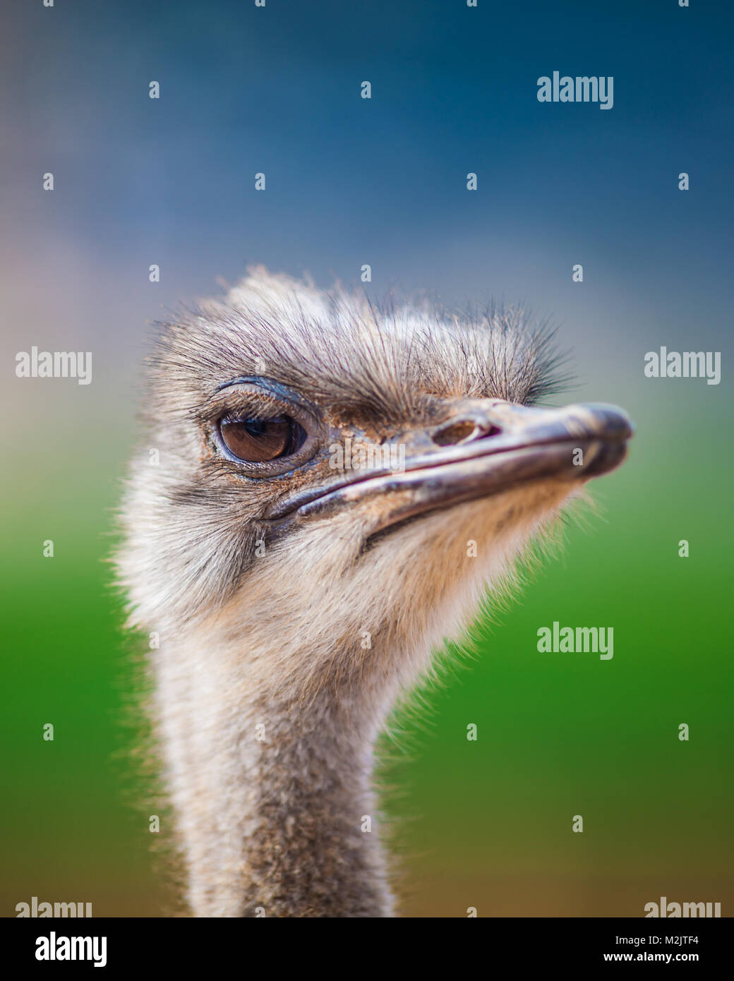 Vogel strauss -Fotos und -Bildmaterial in hoher Auflösung – Alamy