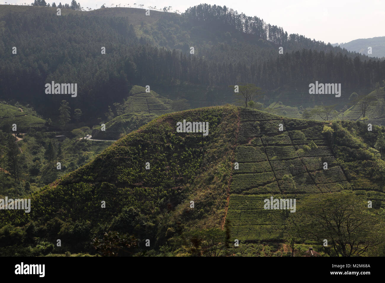Sri lanka teeplantage landschaft -Fotos und -Bildmaterial in hoher ...