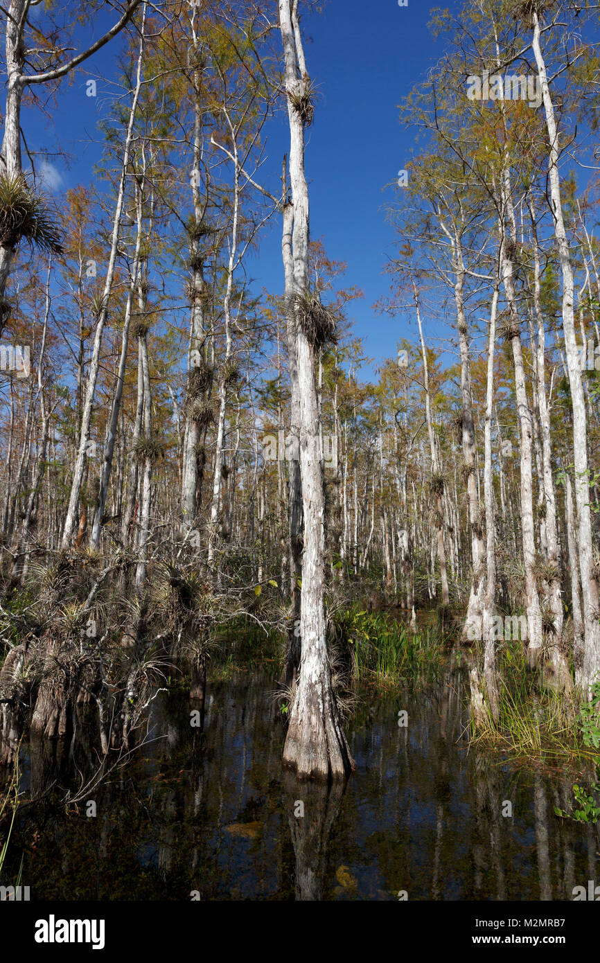 Big Cypress National Preserve, Florida Everglades Stockfotografie - Alamy