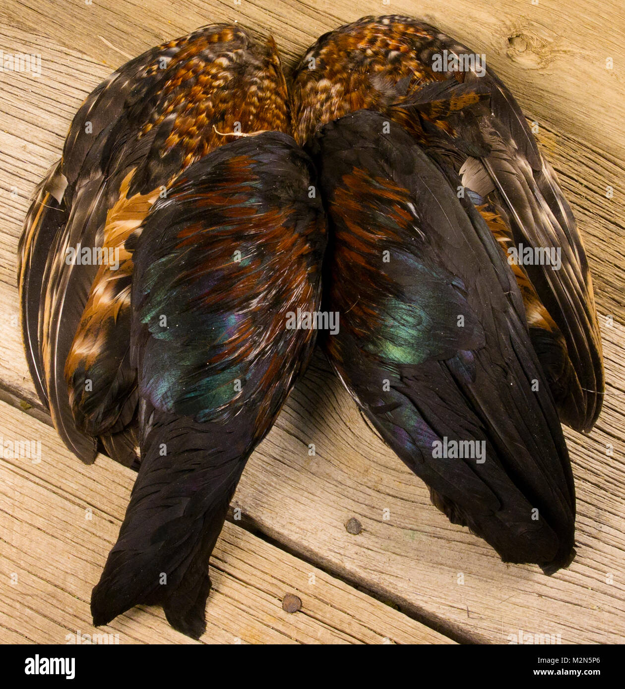 Verdeckte federn -Fotos und -Bildmaterial in hoher Auflösung – Alamy